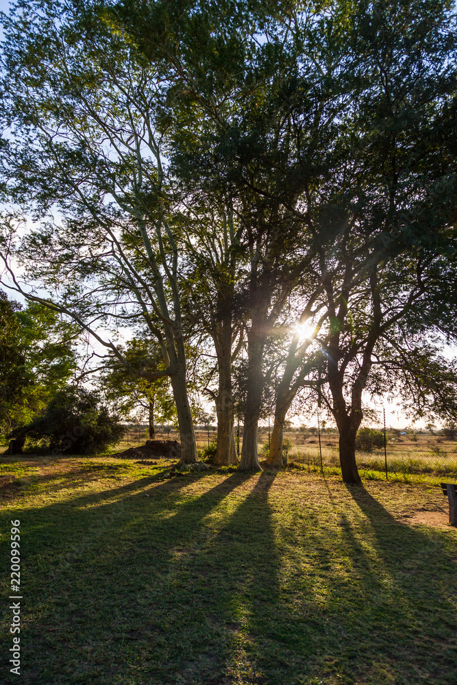 Sunrise through the fever trees at Satara camp, Kruger park, South ...