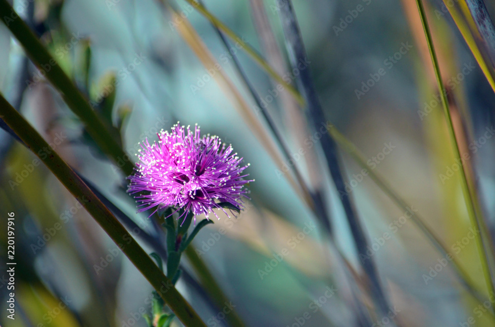 Australian native Melaleuca squamea, Swamp Honey-Myrtle (Family ...