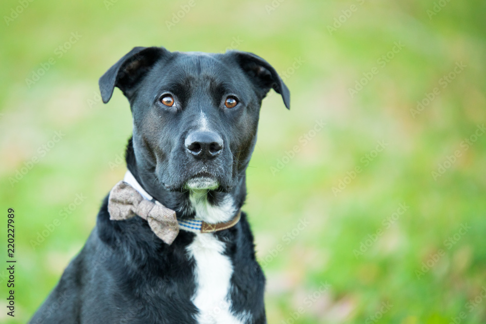 Portrait of a Boxer Labrador mix also known as a Boxador wearing a bow tie. Room frame right for text and or graphic. The tie makes this dog just Boxadorable