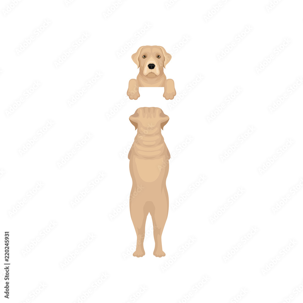 Adorable labrador retriever hanging on invisible border. Muzzle peeking ...