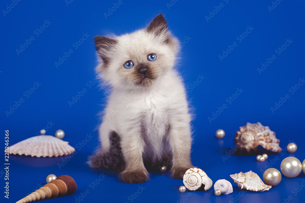 Charming little white kitten three-month with blue eyes posing on a sea ...