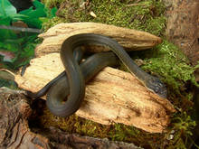 Liasis Mackloti Free Stock Photo - Public Domain Pictures