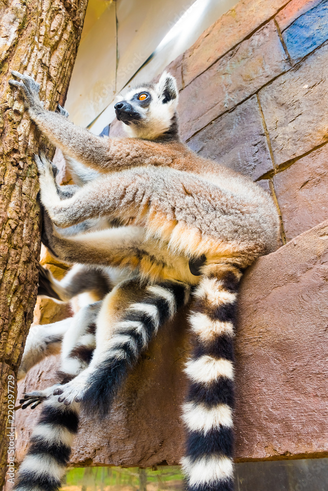 Cute and funny Ring-tailed Lemur catta, Vinpearl Safari Phu Quoc with ...
