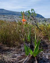 Wild Watsonia Meriana Fruitin Field Free Stock Photo - Public Domain ...