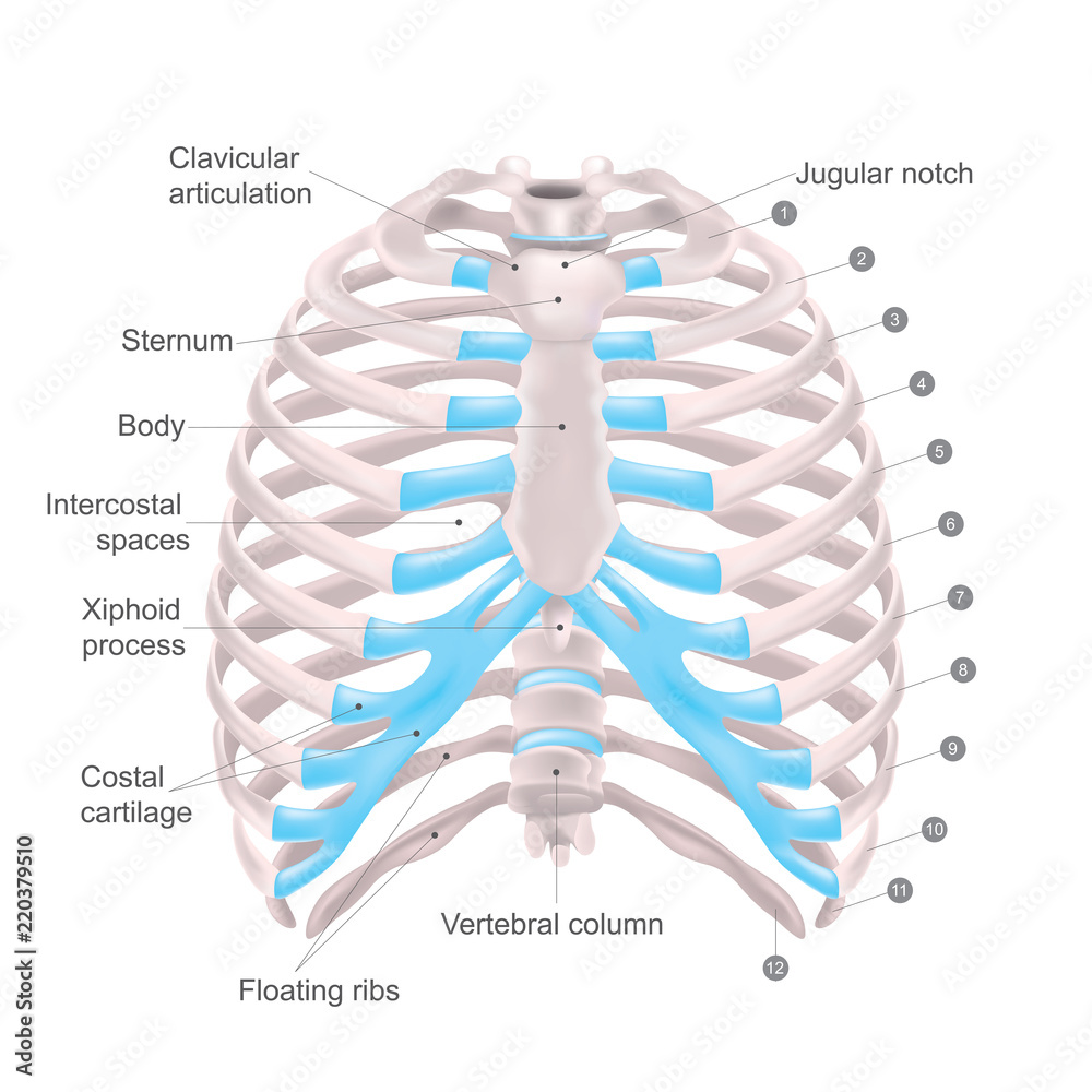 Obraz Klatka piersiowa, anatomia ciała człowieka. na wymiar - mostek ...