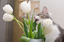 Cat With Tulips Free Stock Photo - Public Domain Pictures