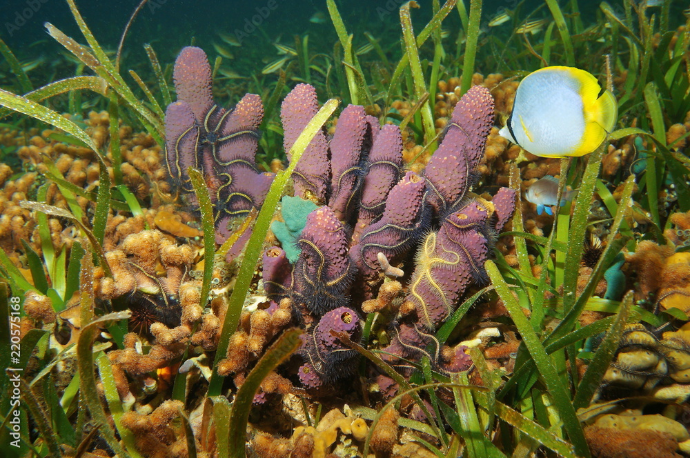 Underwater life on a shallow seabed in the Caribbean sea, branching ...