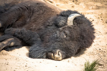 Sleeping Bison Free Stock Photo - Public Domain Pictures