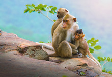 Baby Monkey Holding Mom Free Stock Photo - Public Domain Pictures