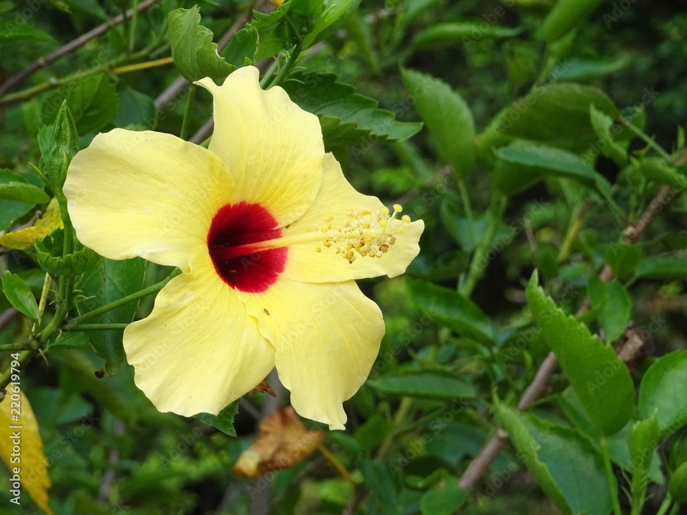 Hibiscus rosa-sinensis or is a genus of flowering plants in the mallow ...