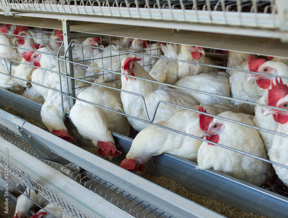 Poultry farm for breeding chickens, chicken eggs go through the ...