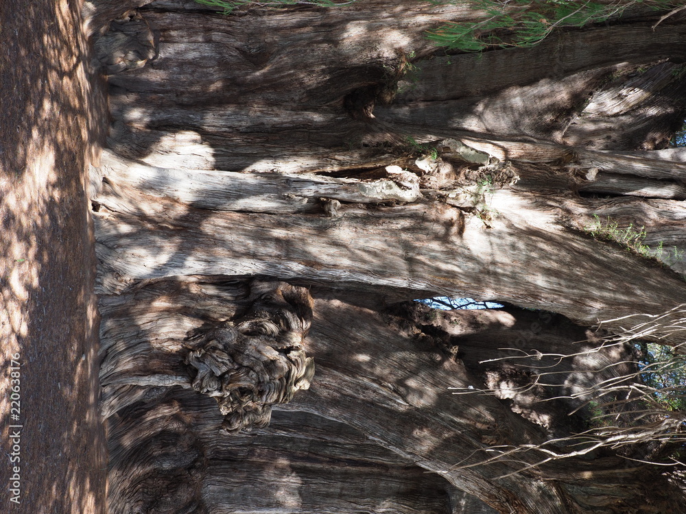 Stoutest trunk of the world of big Montezuma cypress tree at Santa ...
