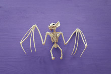 Bat Skeleton Free Stock Photo - Public Domain Pictures