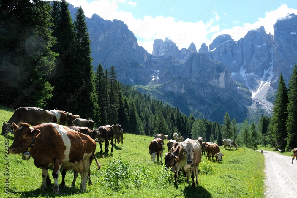 mucca animale fattoria erba panorama montagna natura verde bosco ...