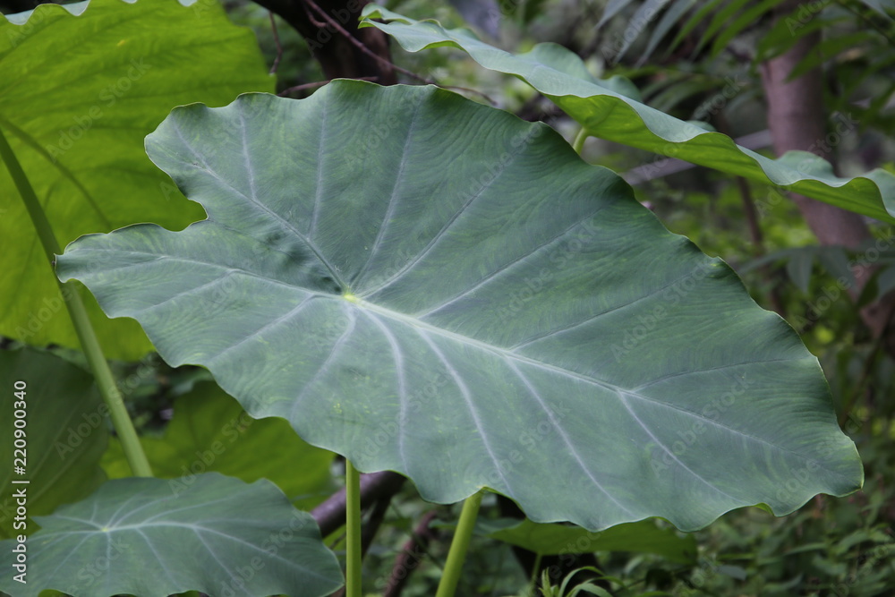 arrowleaf elephant ear also known as Xanthosoma Stock Photo | Adobe Stock