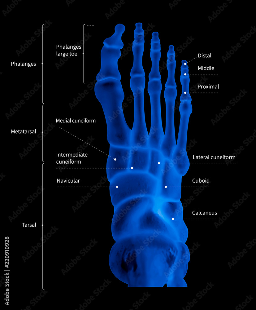 Infographic diagram of human foot bone anatomy system anterior view- 3D ...