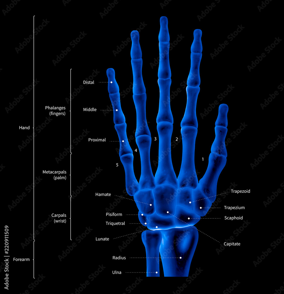Infographic diagram of human hand bone anatomy system anterior view- 3D ...