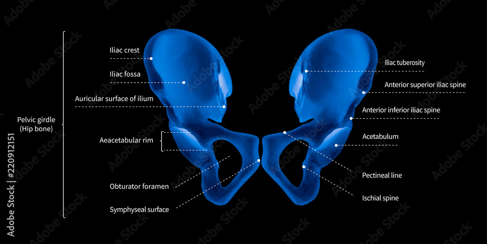 Infographic diagram of human hip bone or pelvic girdle anatomy system ...