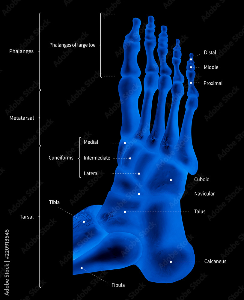 Foto de Stock Infographic diagram of human foot bone anatomy system ...