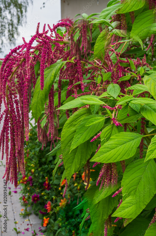 Amaranth is grown as leafy vegetables, cereals and ornamental plants in ...