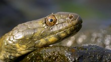 Reptile Snake Portrait Free Stock Photo - Public Domain Pictures