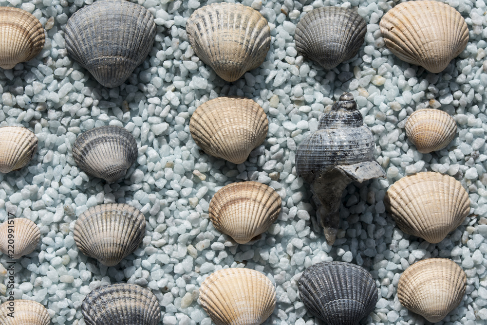 Muscheln am Strand, Muschel, Sand, beach, Kies, Muscheln, Schnecken ...