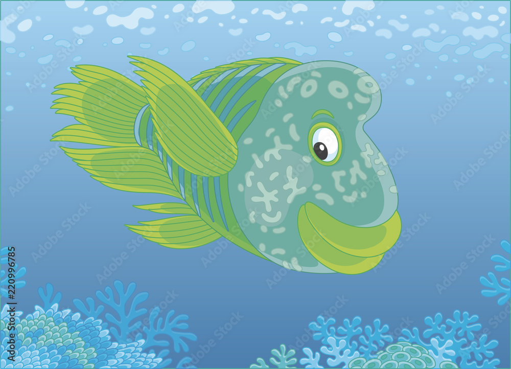 Large humphead wrasse swimming over a coral reef in blue water of a ...