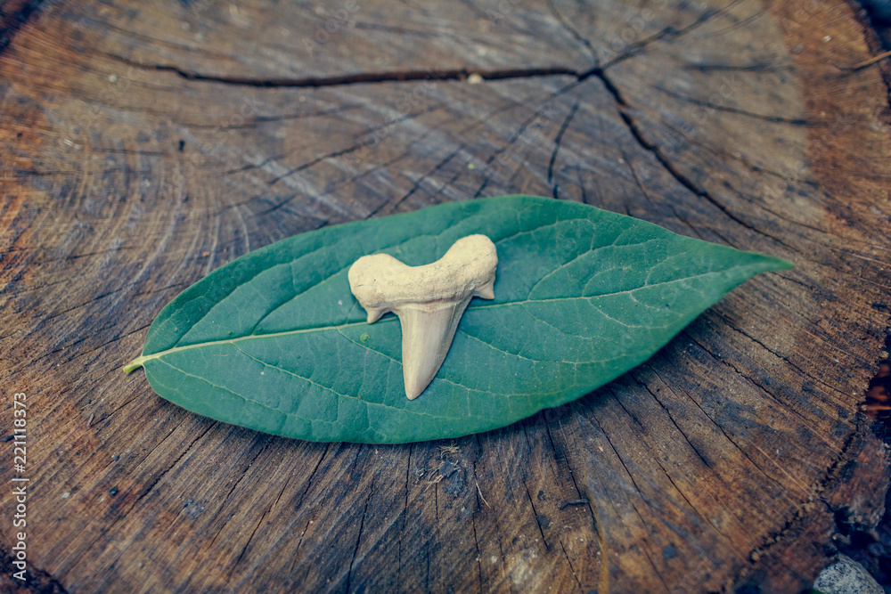 shark tooth. sharp teeth of a predator Stock Photo | Adobe Stock