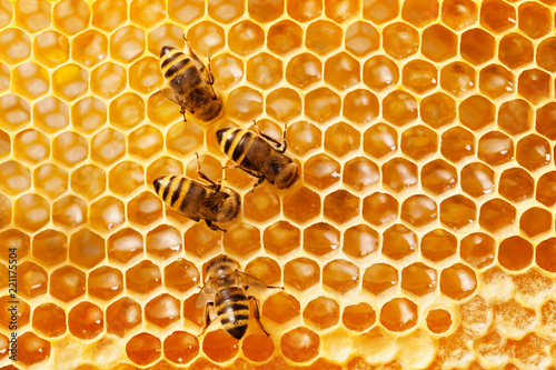 Bees on honeycomb. Stock Photo | Adobe Stock