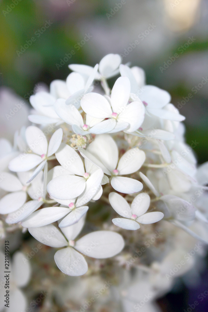 Princess Hydrangea (HORTENSIA) in the garden. Sweet white flower. Photo ...