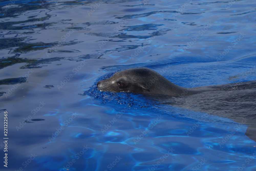 León marino de California hembra en cautividad nadando en agua de ...