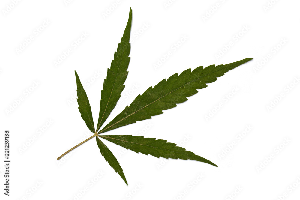 Dried cannabis leaves, marijuana isolated on white background, Happy ...