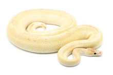 Black And White Ball Python Free Stock Photo - Public Domain Pictures