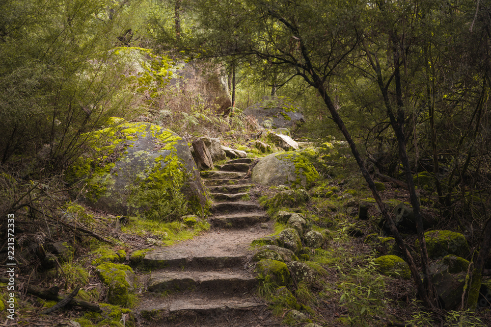 Beautiful scenery of Australian Forest with shiny moss and walking ...