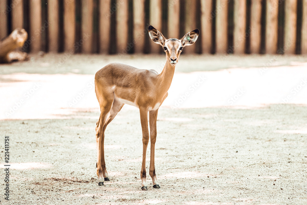 Baby impala in zoo enclosure Stock Photo | Adobe Stock