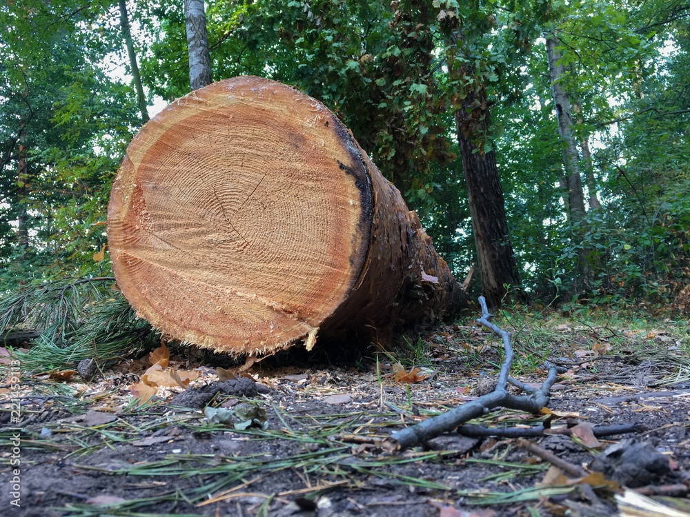 Big tree cut down in the forest, deforestation and global warming ...
