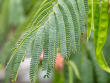 Persian Sleeping Tree, Albizia Julibri Free Stock Photo - Public Domain ...