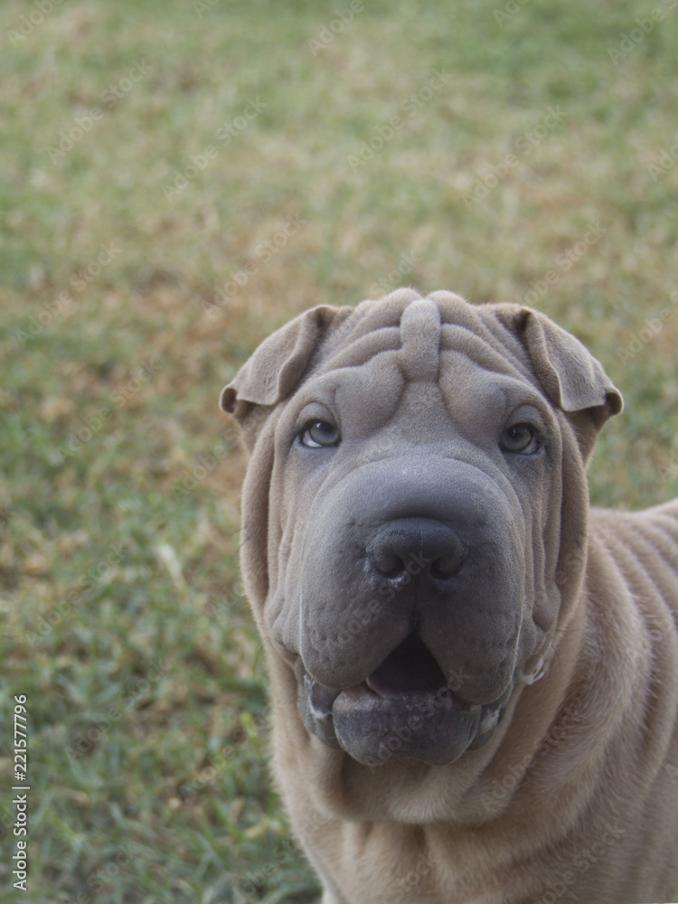 isabella shar pei puppy Stock Photo | Adobe Stock