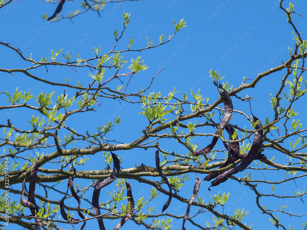 Gleditsia triacanthos. Le févier d'Amérique ou févier épineux, un grand ...
