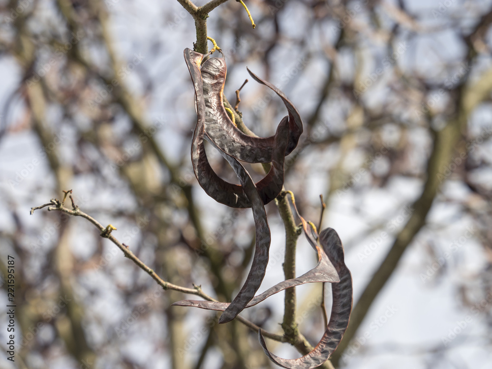 Gleditsia triacanthos. Le févier d'Amérique ou févier épineux, un grand ...