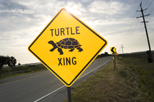 Turtle Crossing Sign Free Stock Photo - Public Domain Pictures