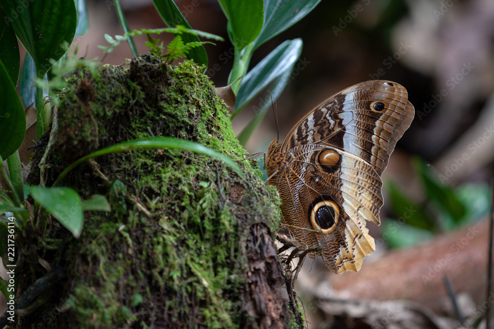 Yellow-edged Giant Owl (Caligo atreus) butterfly in tropical rainforest ...