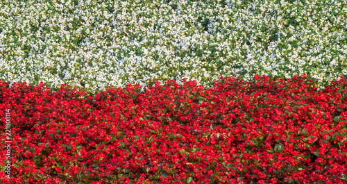 National Flower Of Poland | Best Flower Site