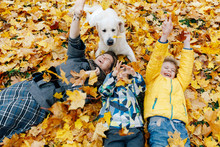 Happy Dogs Playing In Fall Leaves Free Stock Photo - Public Domain Pictures