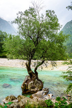 Tree Growing From A Rock Free Stock Photo - Public Domain Pictures