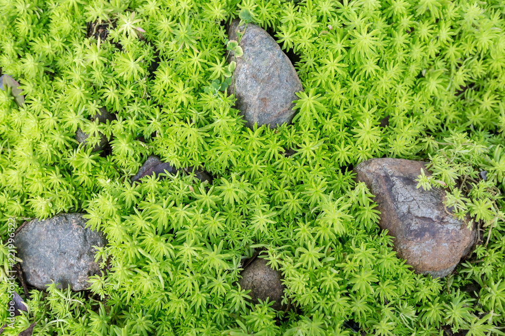 Top view of green grass growing up on the cover of the gap between the ...