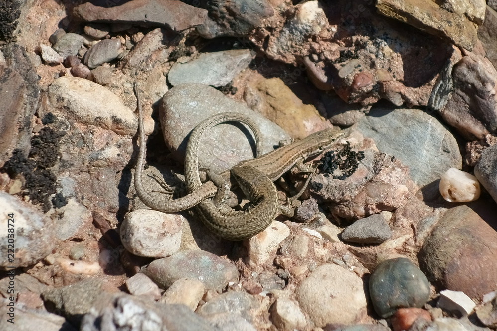 Macro/closeup of an couple of lizards (lacerta)Podarcis muralis ...