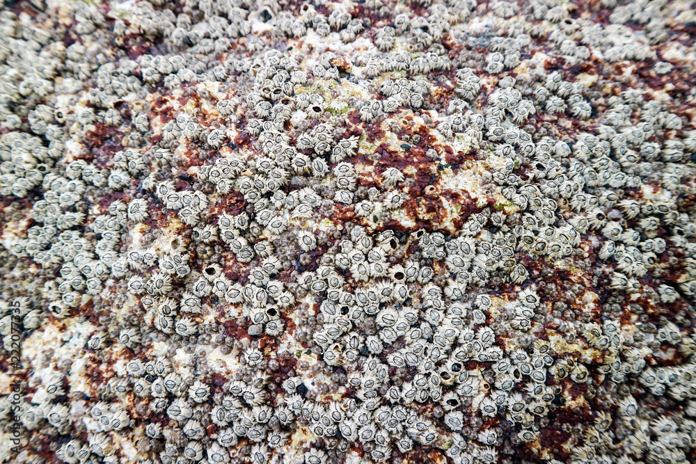 barnacle a marine crustacean with an external shell and itself ...