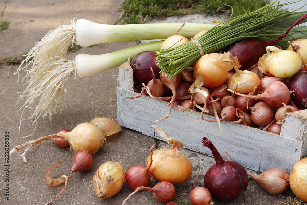 Onions of different types in the box. Yellow, red, shallot, leek and ...