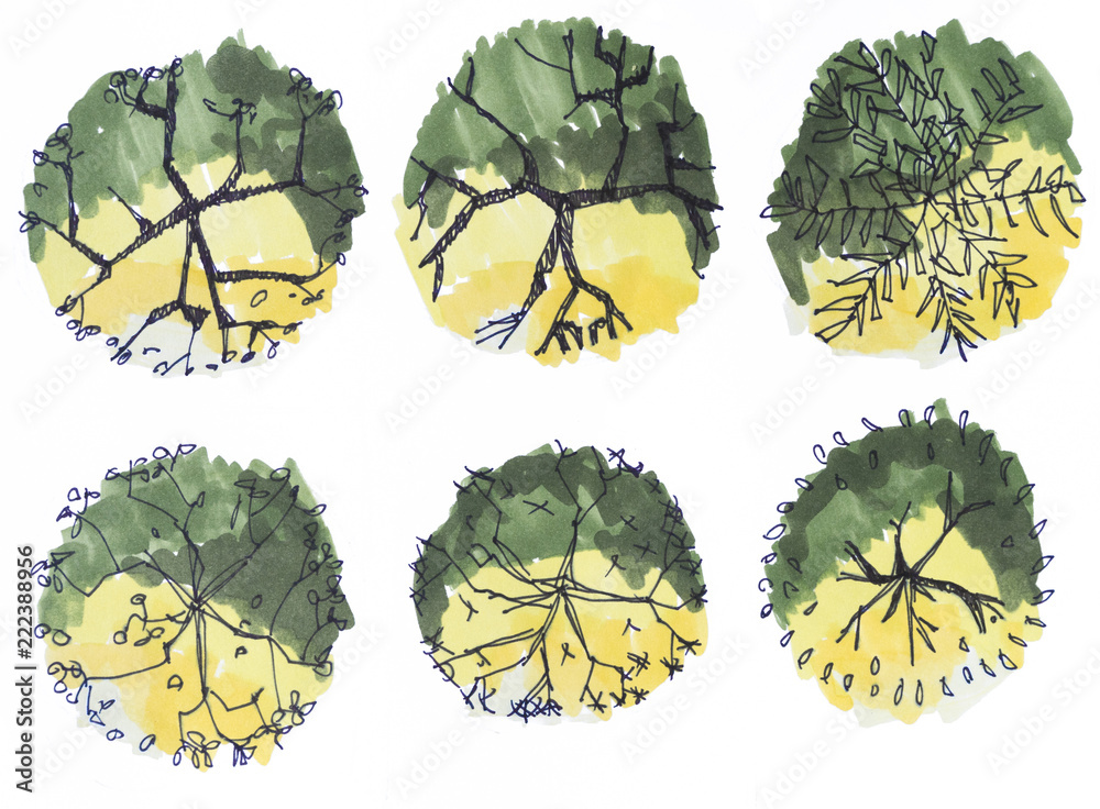tree Illustration for Design plan Of architecture and landscape. tree top view watercolor ...